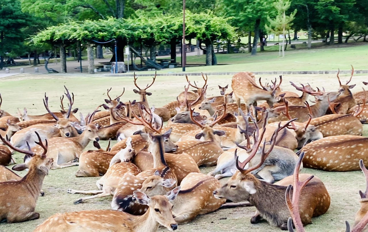 アンフルール(enfleur)は奈良「ならまち」にある紙文具中心のセレクトショップです