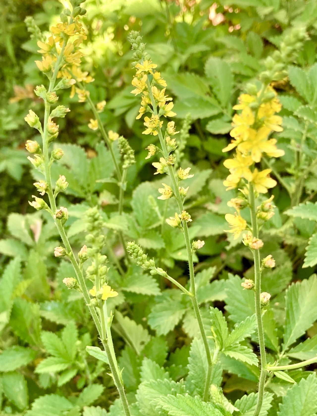 アンフルール(enfleur)は奈良「ならまち」にある紙文具中心のセレクトショップです